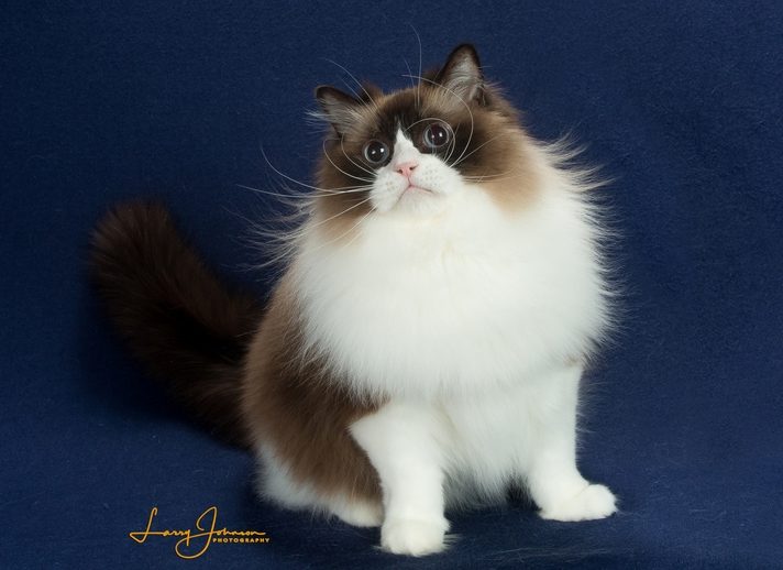 Ragdoll Kittens for sale Quebec Ontario Canada